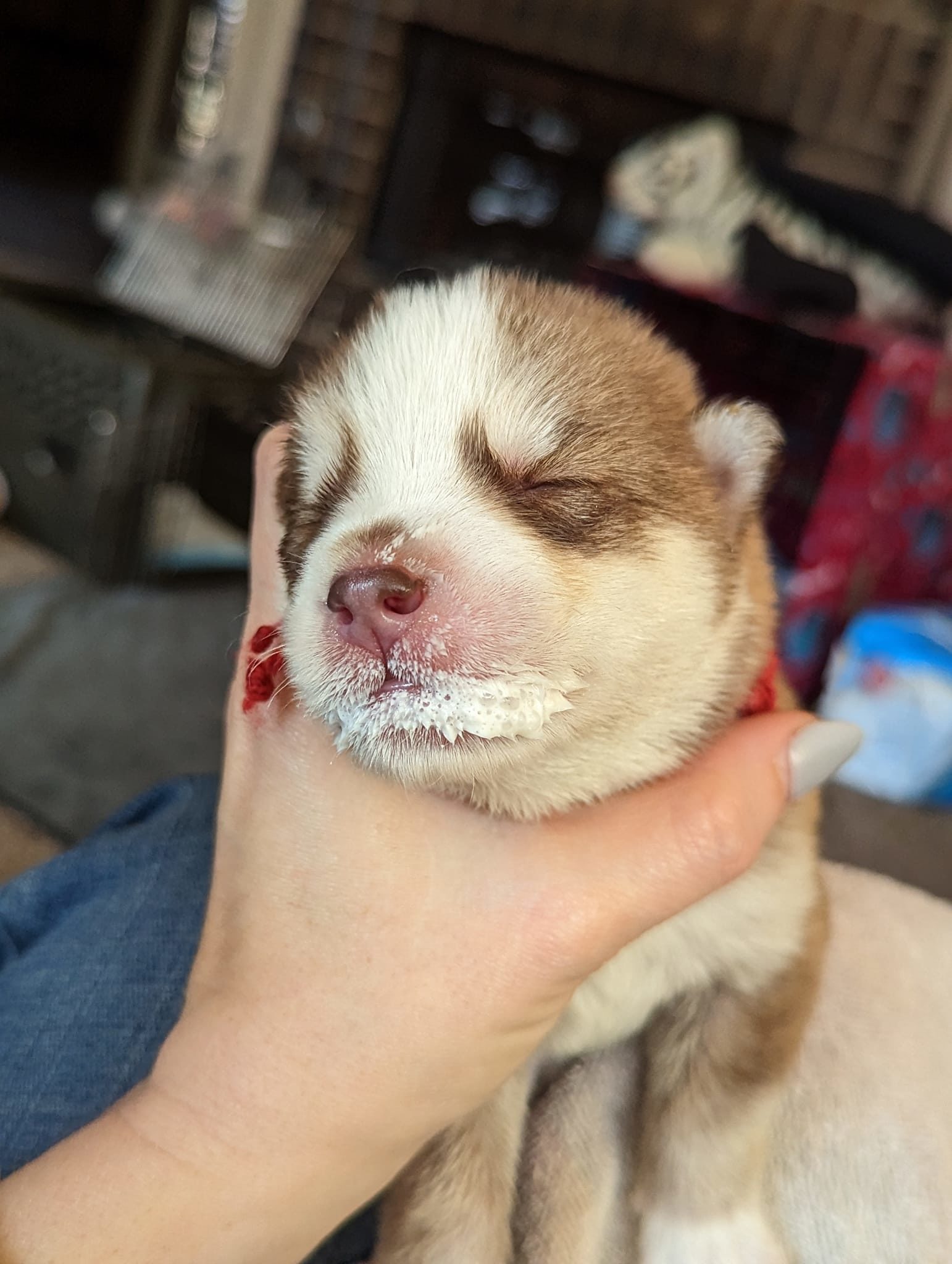 If Love Could Save Them - Texas Husky Rescue