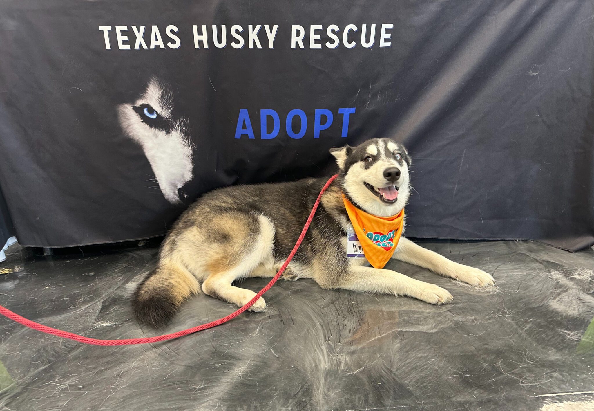 Break 'em out of Boarding Walking Program - Texas Husky Rescue