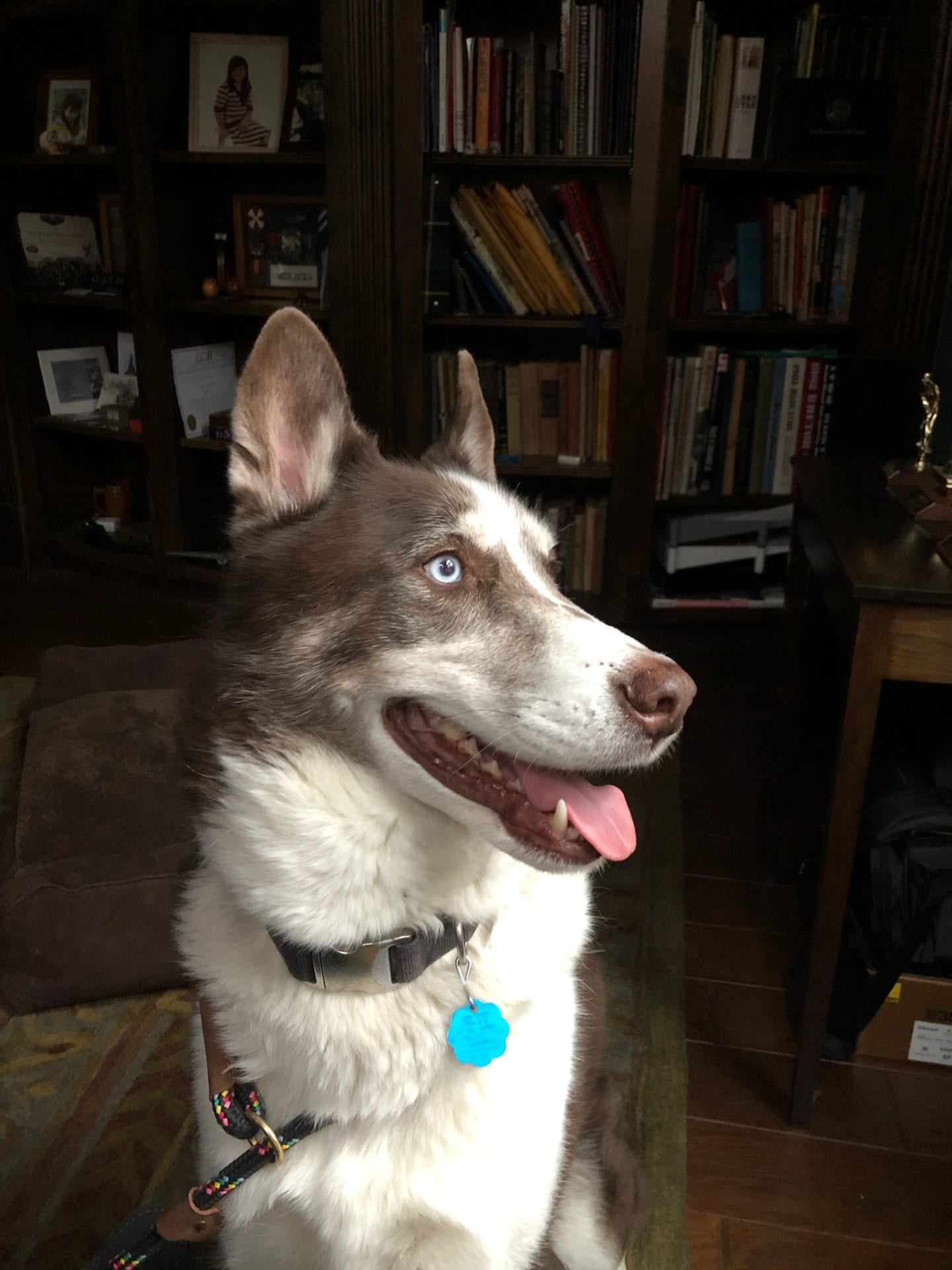 Volunteer Spotlight: First-time Foster Experience - Texas Husky Rescue