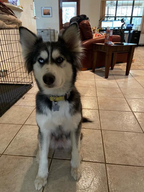 Luna #2 – Texas Husky Rescue