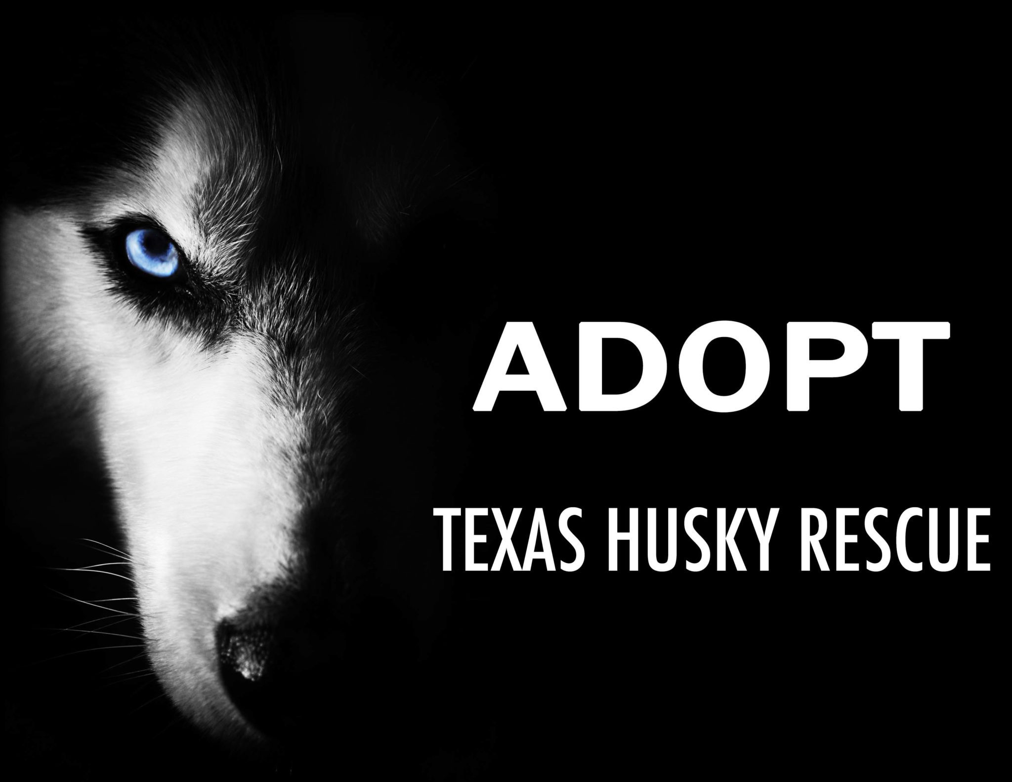 Texas Husky Rescue