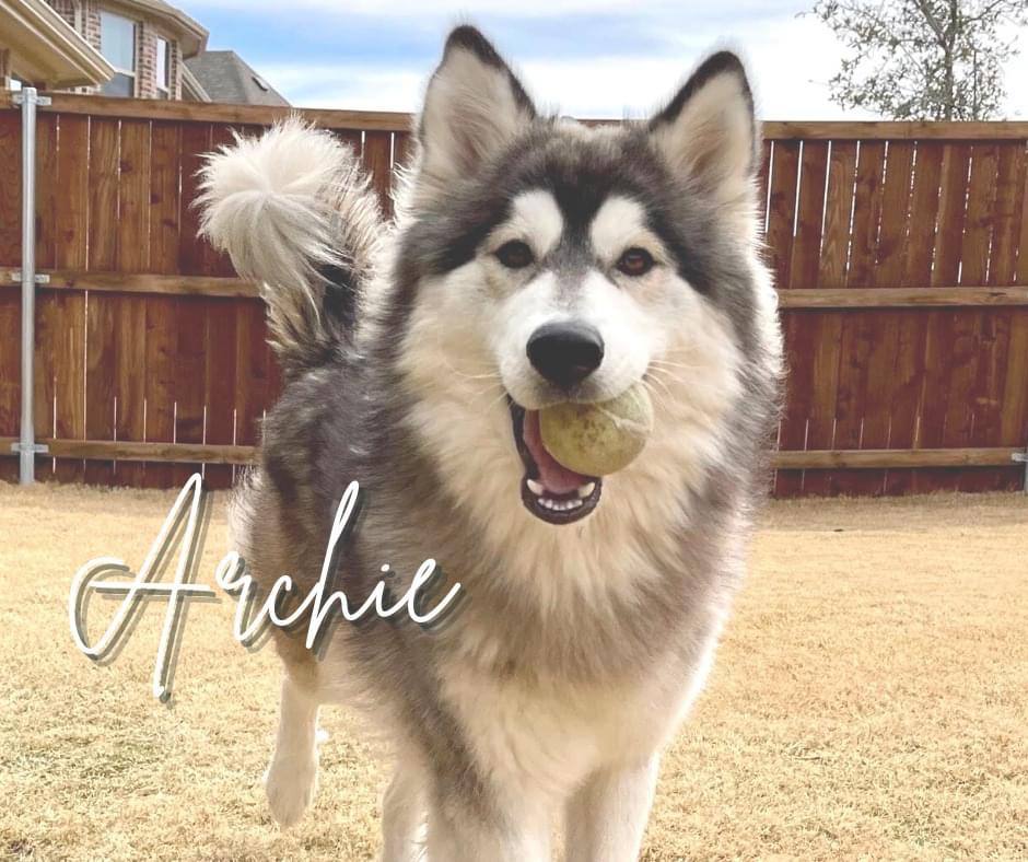 Archie – Texas Husky Rescue