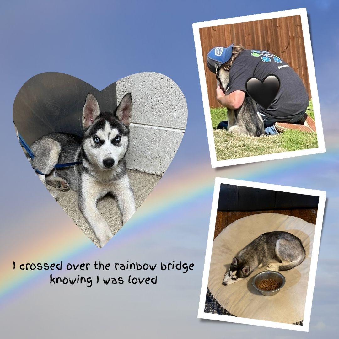 First Quarter 2024 Report - Texas Husky Rescue