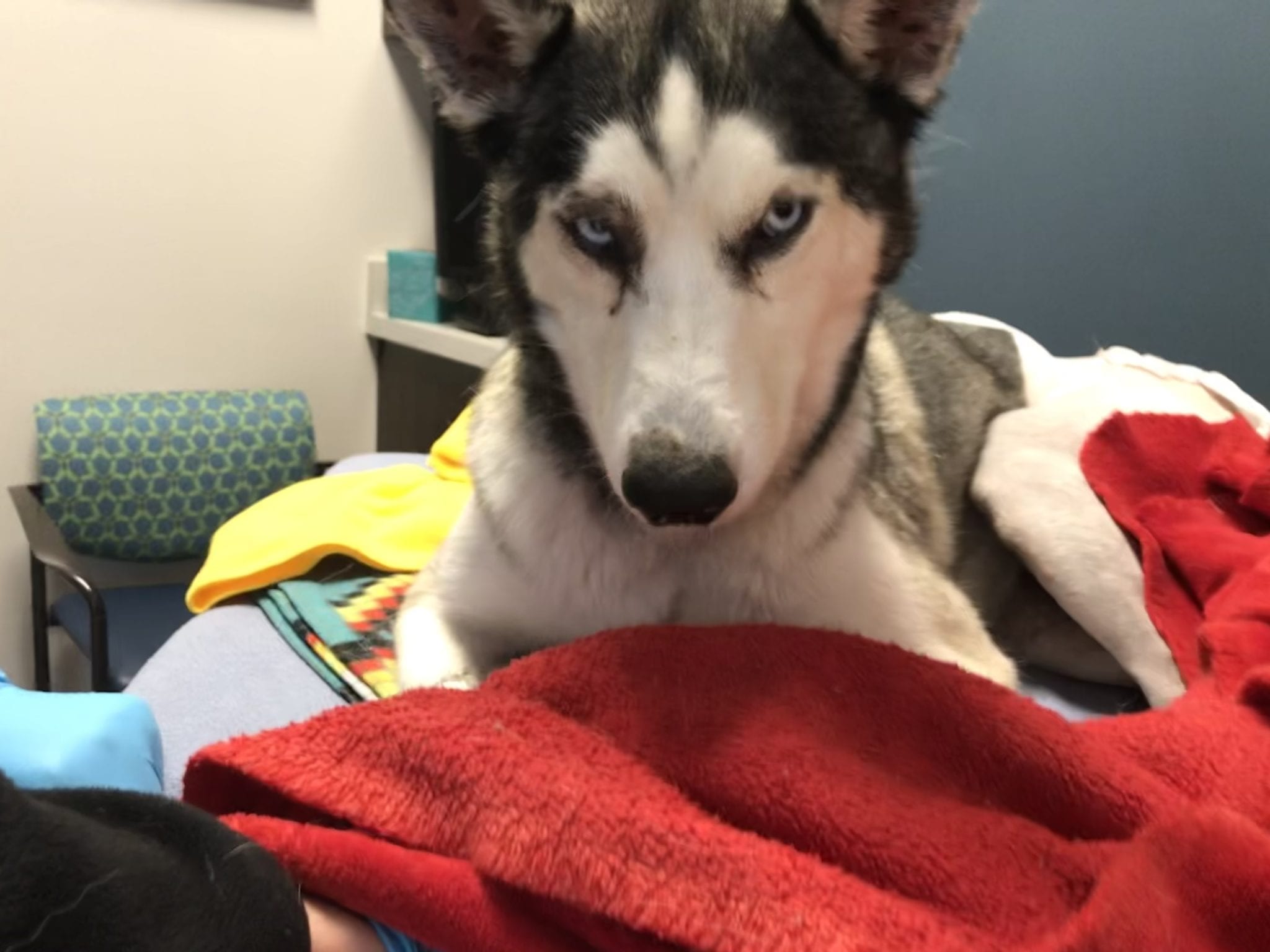 Medical Spotlight: Nala - Texas Husky Rescue