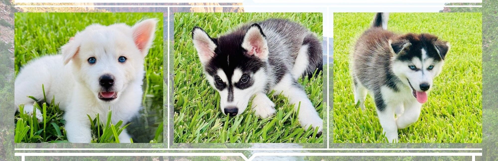 Puppies...A Rescue Reality - Texas Husky Rescue