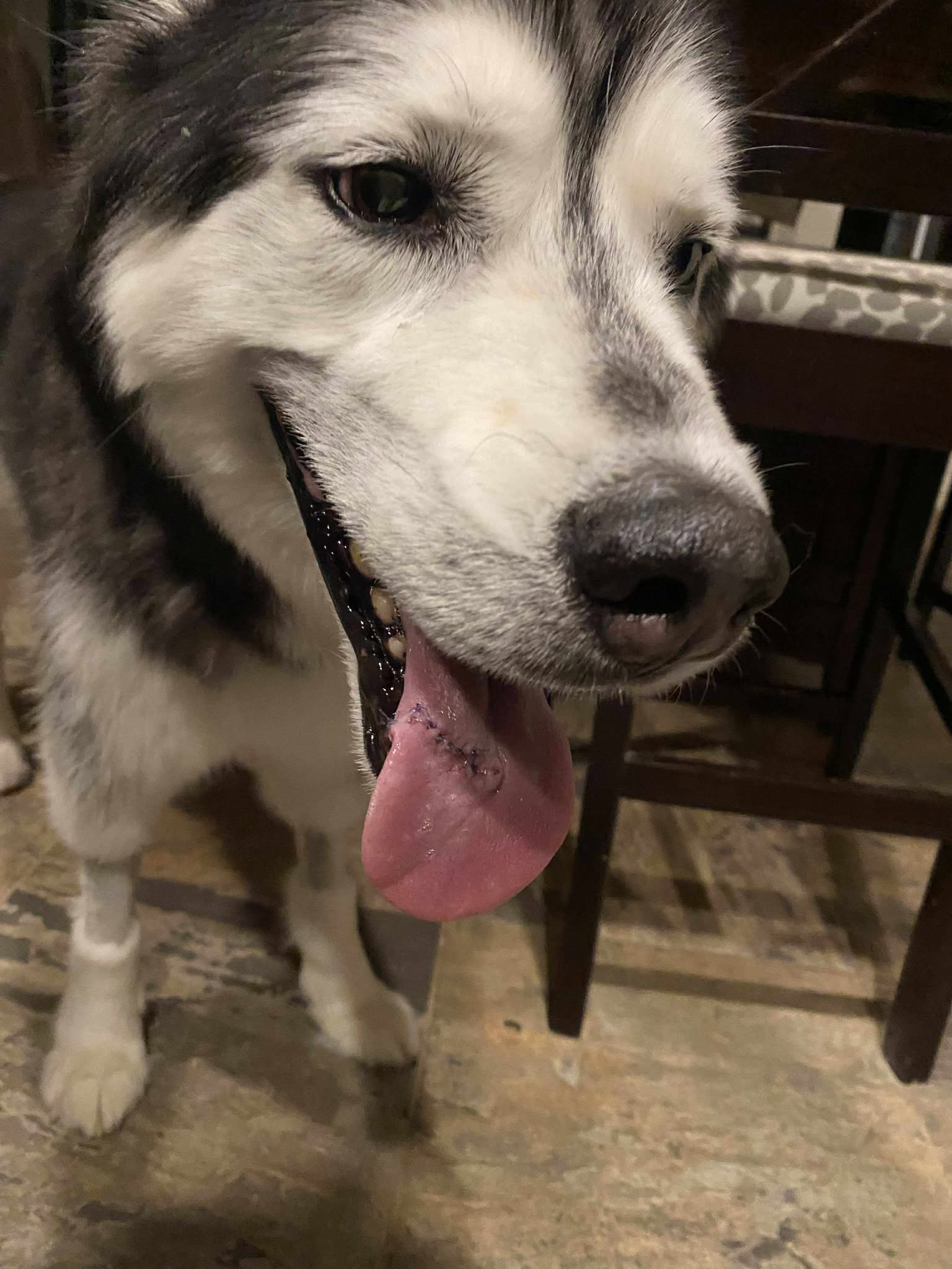 Crash Cancer Update 8/26/2025 - Texas Husky Rescue