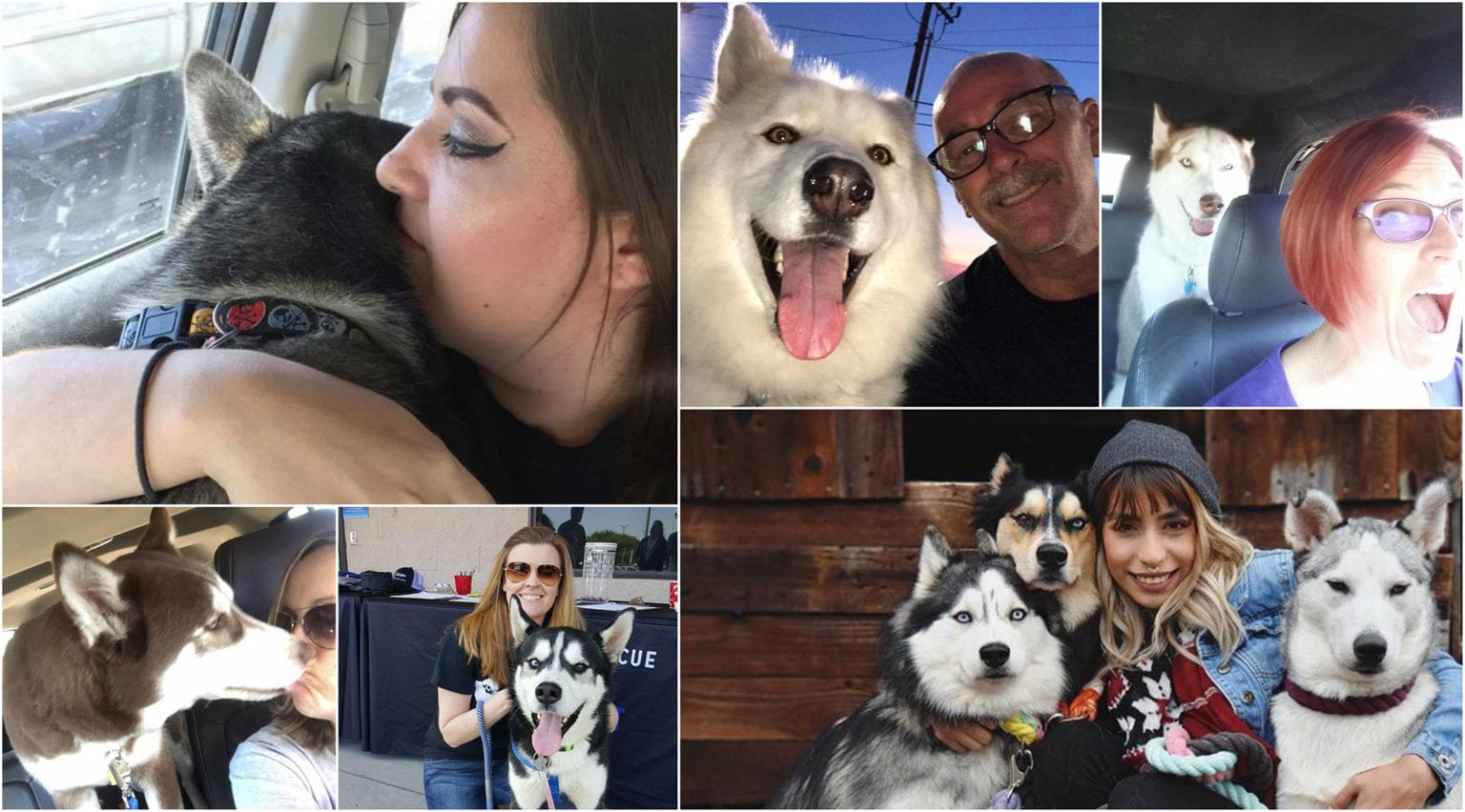 All About Fostering - Texas Husky Rescue