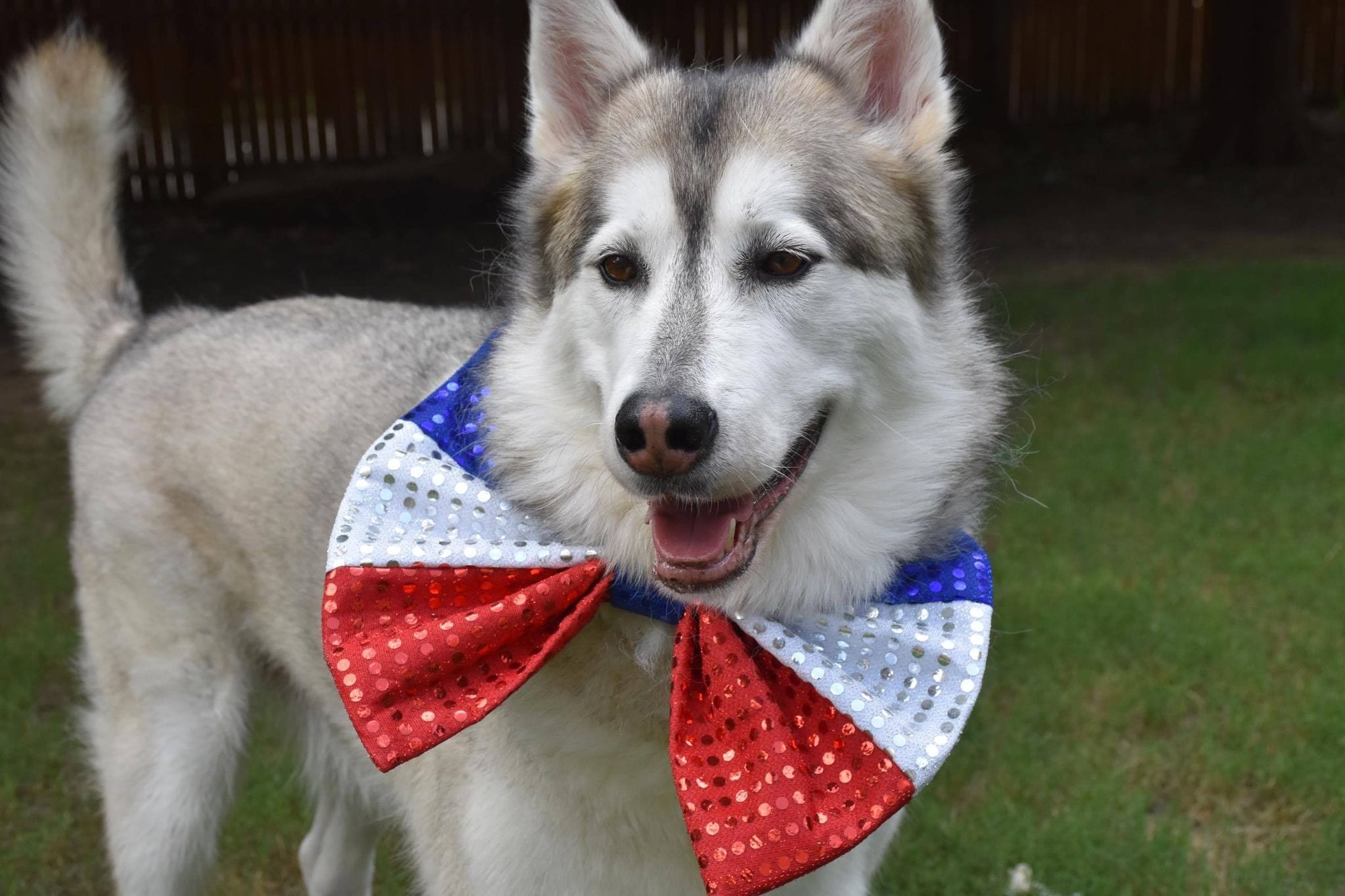 Texas Husky Rescue Donate-old