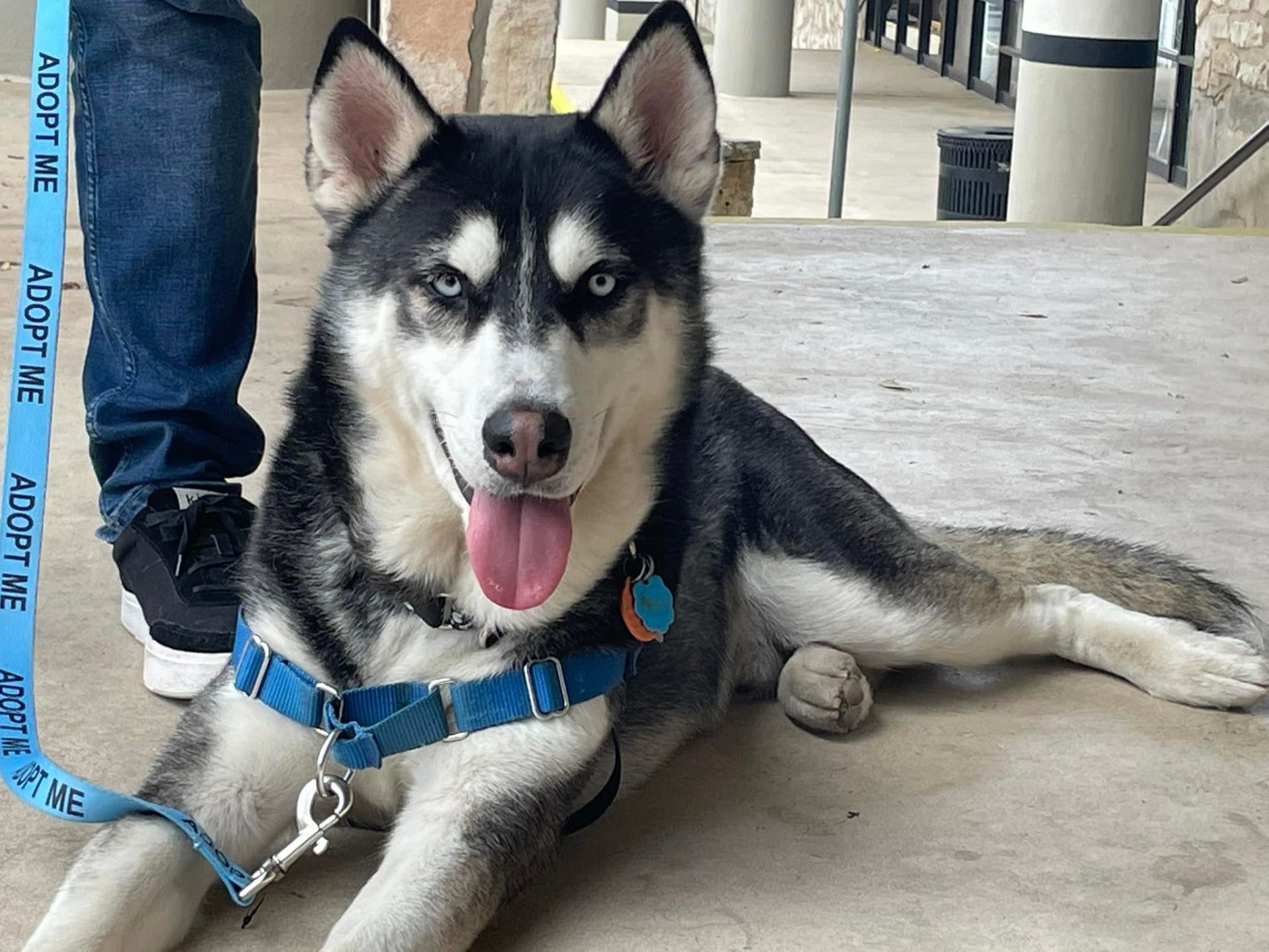 Process To Adopt - Texas Husky Rescue