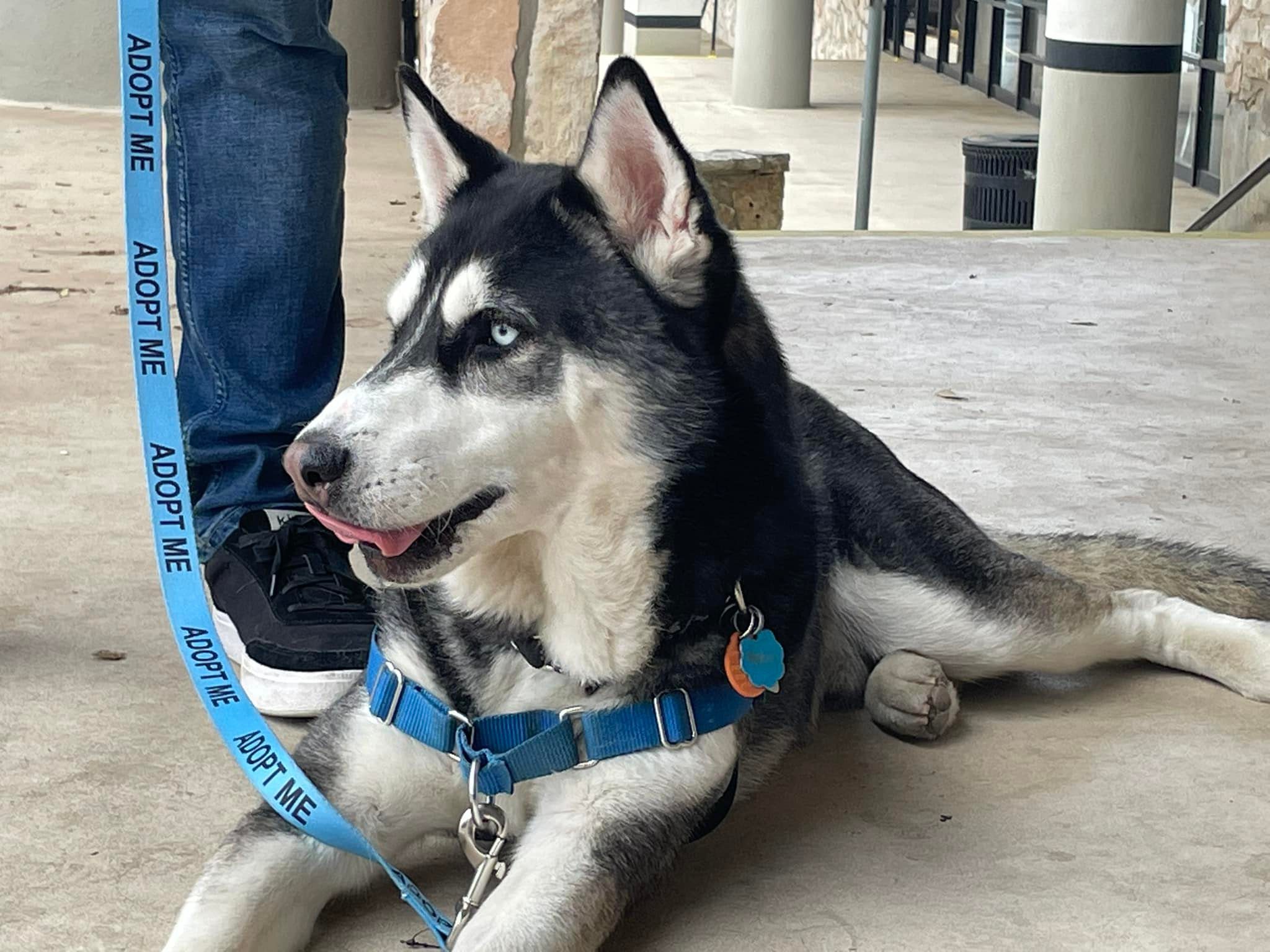 Vermouth – Texas Husky Rescue